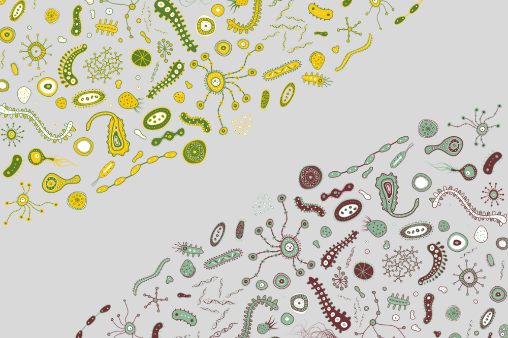 BioBorrel x PdZ De BioBorrel: het microbioom - Pakhuis de Zwijger